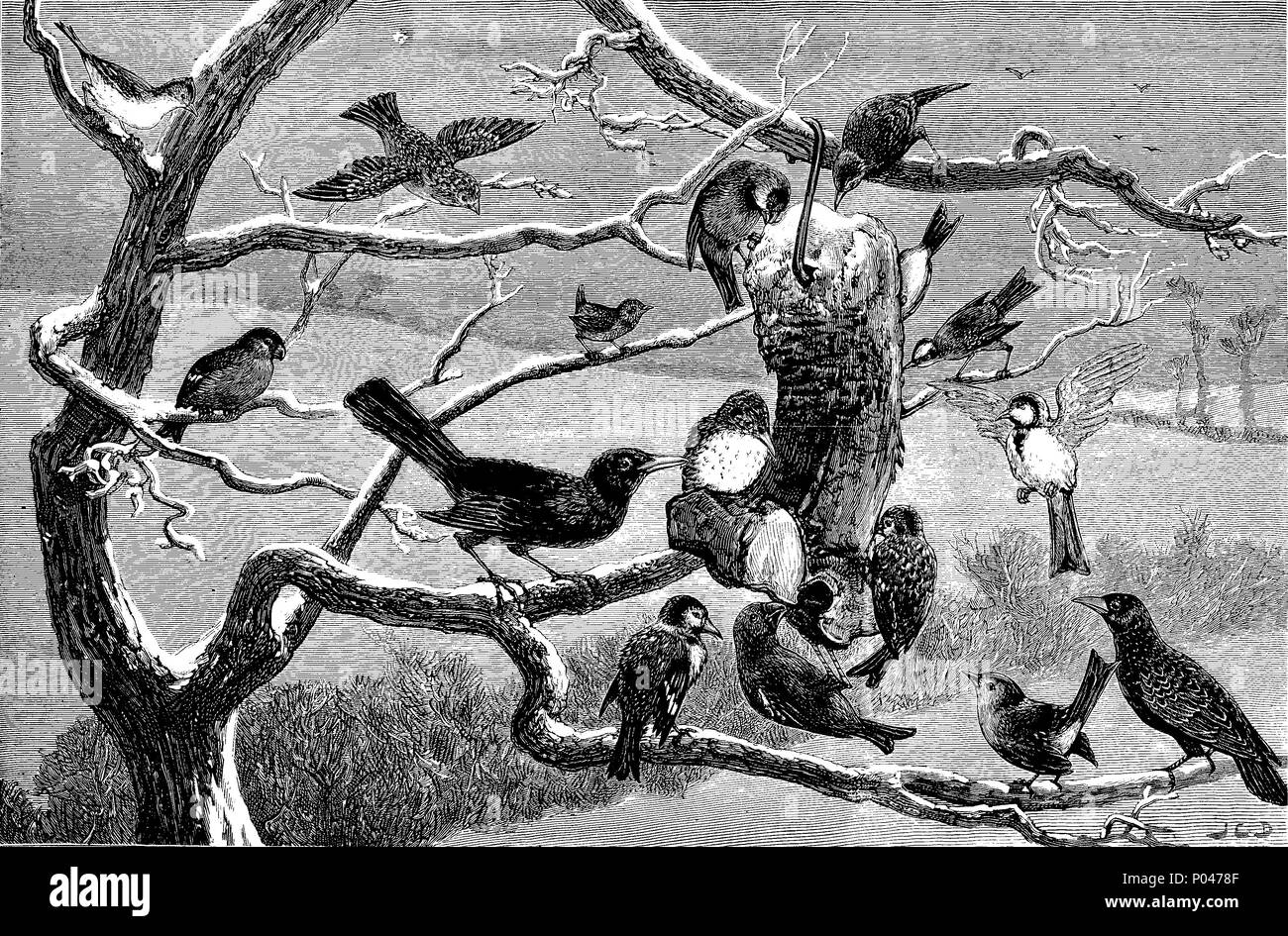 Old drawings birds hi-res stock photography and images - Alamy