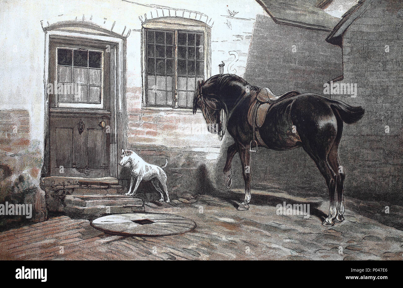 Impatient horse hi-res stock photography and images - Alamy