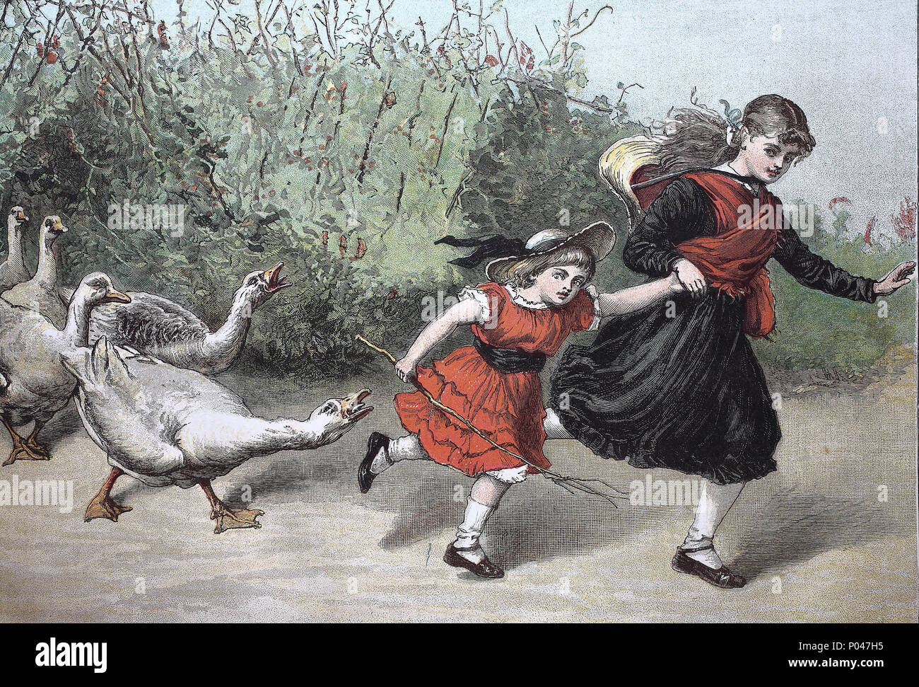 scarlet runners, geese attacking children, digital improved ...