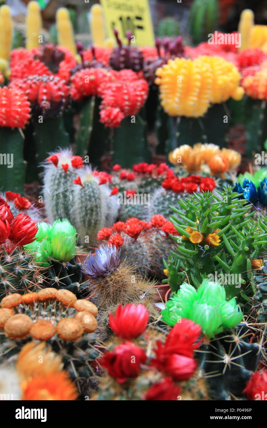 Miniaturecactus hi-res stock photography and images - Alamy