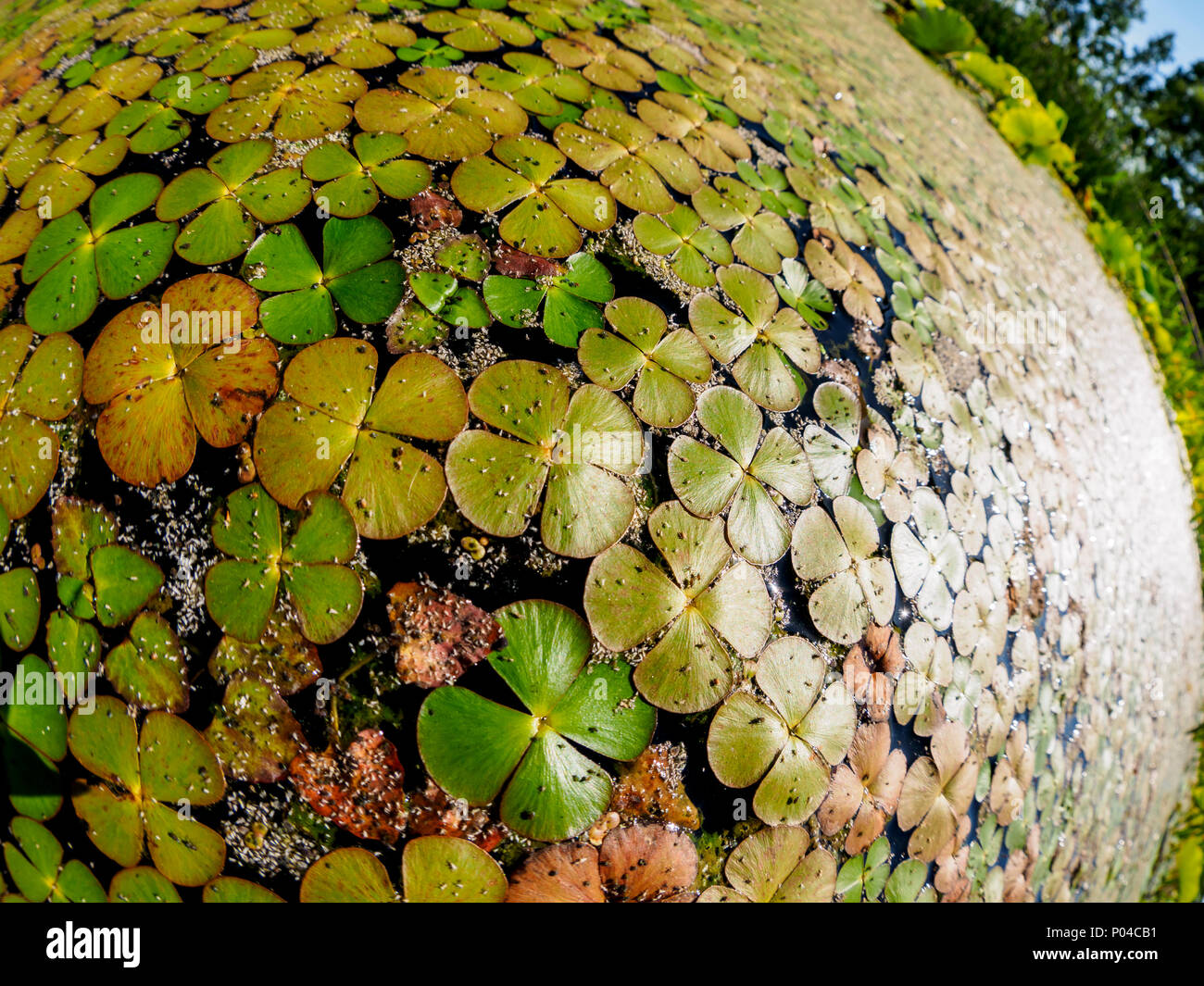 Duckweed (Lemnoideae) in a pond in the sunny day, fisheye image Stock ...