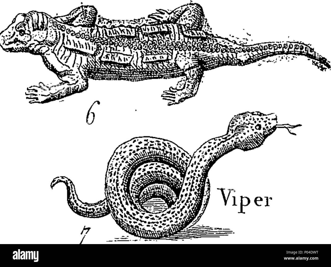 Animal copperplate engraving Black and White Stock Photos & Images - Alamy