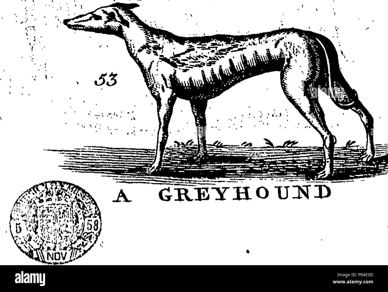 Animal copperplate Cut Out Stock Images & Pictures - Alamy