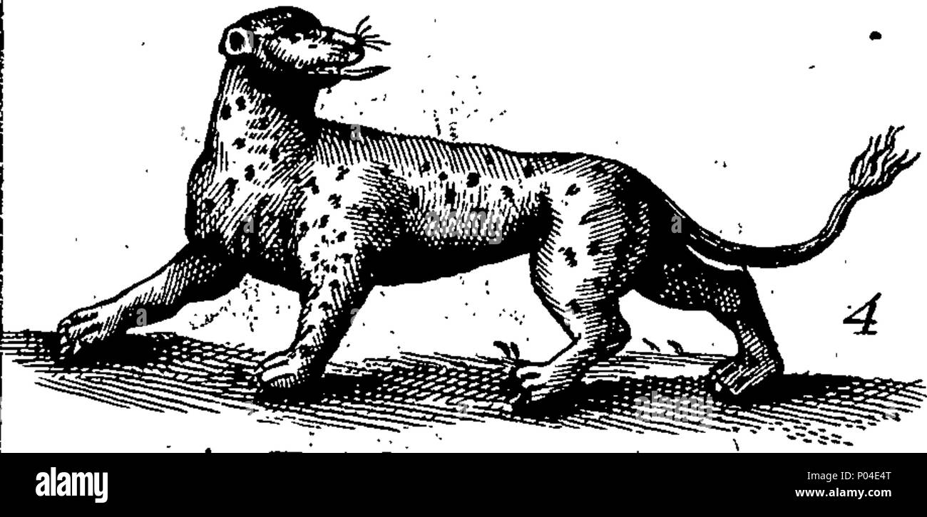 . English: Fleuron from book: A description of three hundred animals ...