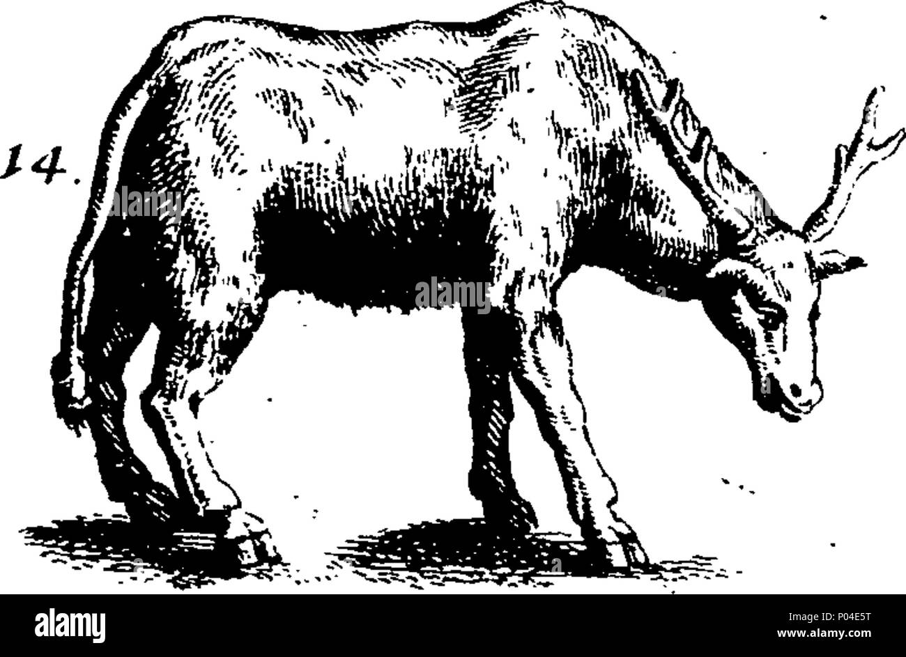 Marine animals in natural habitat Black and White Stock Photos & Images ...