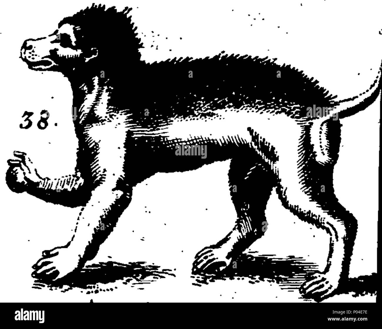 . English: Fleuron from book: A description of three hundred animals ...