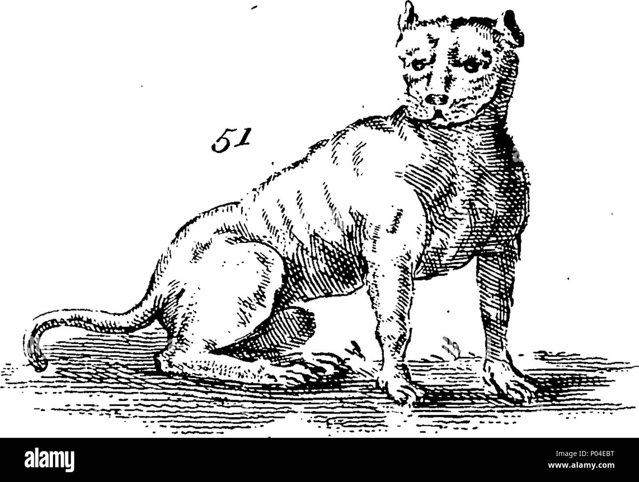 Whales behavior Black and White Stock Photos & Images - Alamy