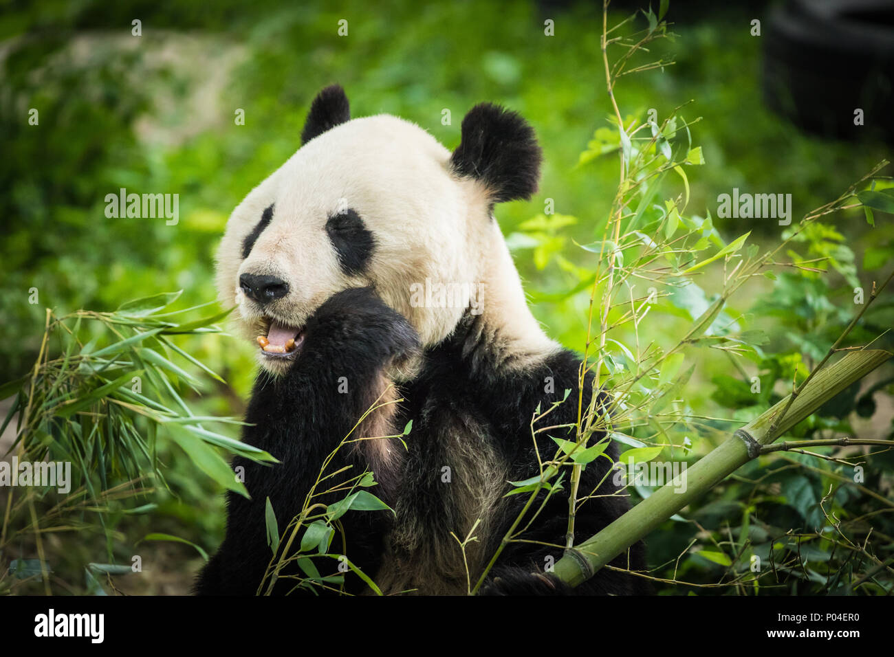 Panda Bear eating bamboo shoot Stock Photo - Alamy