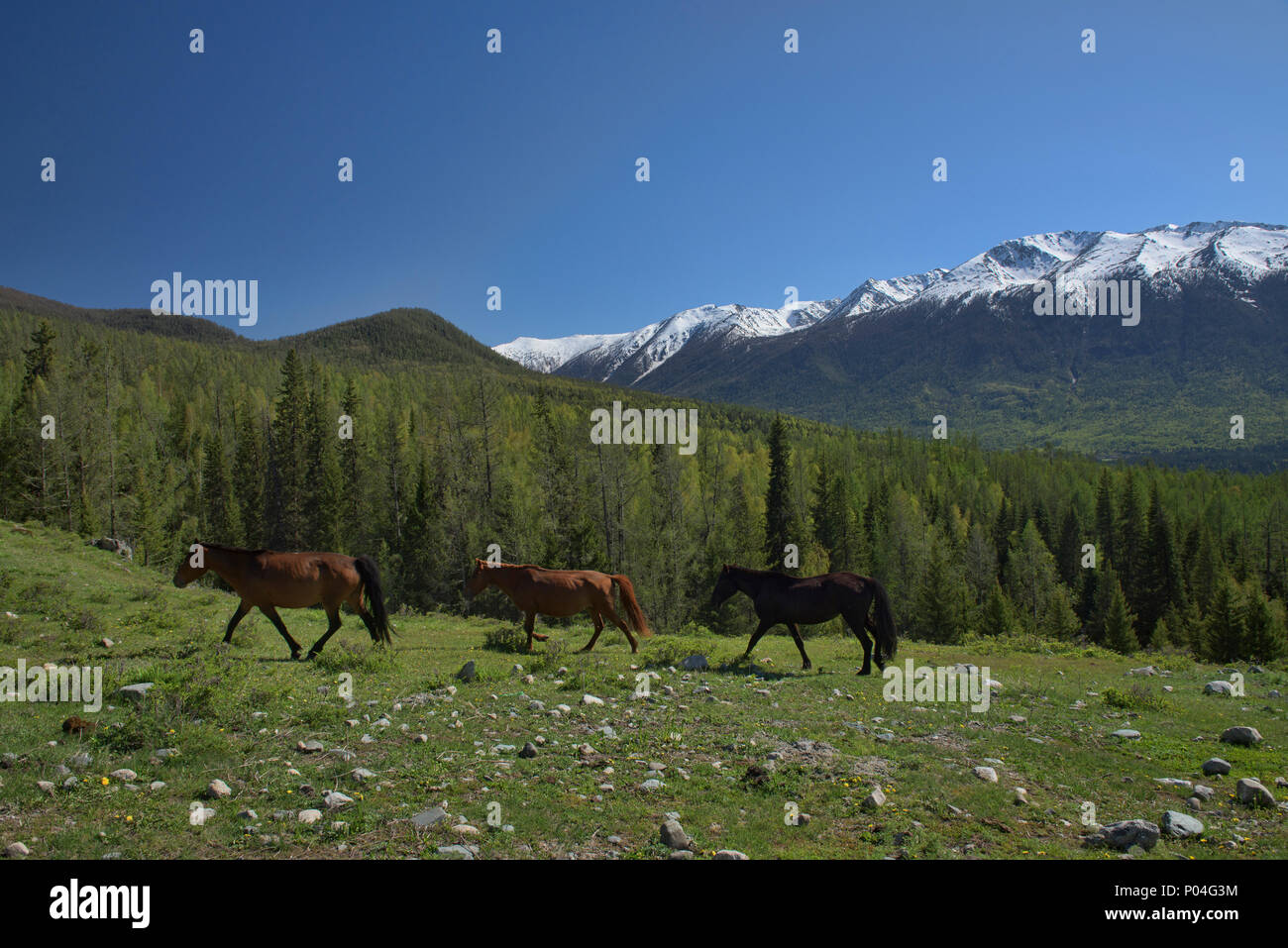 Xinjiang kanas national geopark hi-res stock photography and images - Alamy