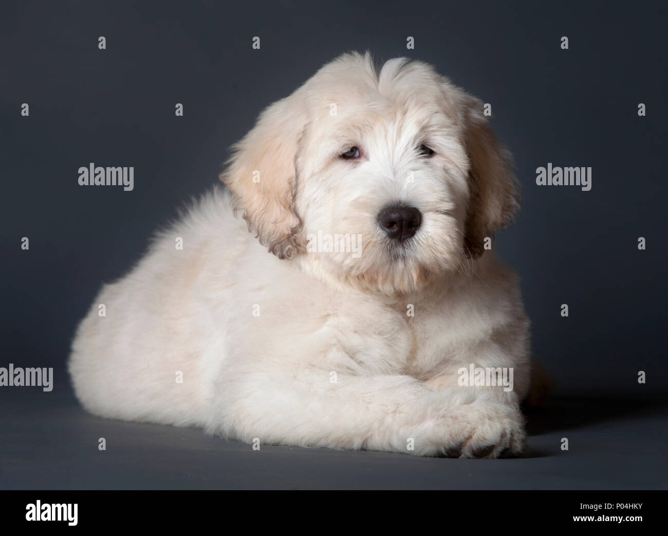 Ovcharka Studio High Resolution Stock Photography and Images - Alamy