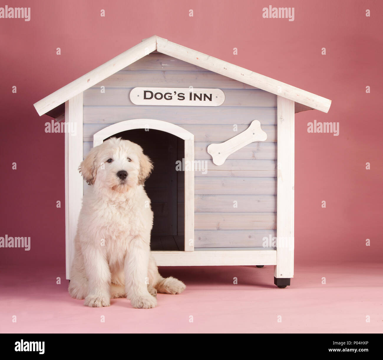 Russian sheepdog puppy in his house Stock Photo - Alamy