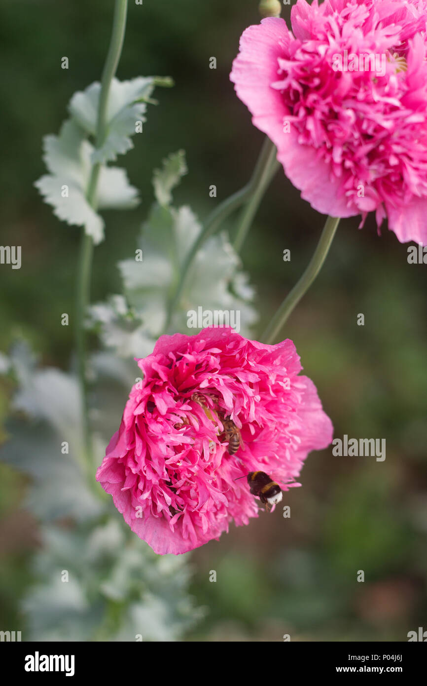 Flowers of unusual double pink poppies in the garden, bees and ...
