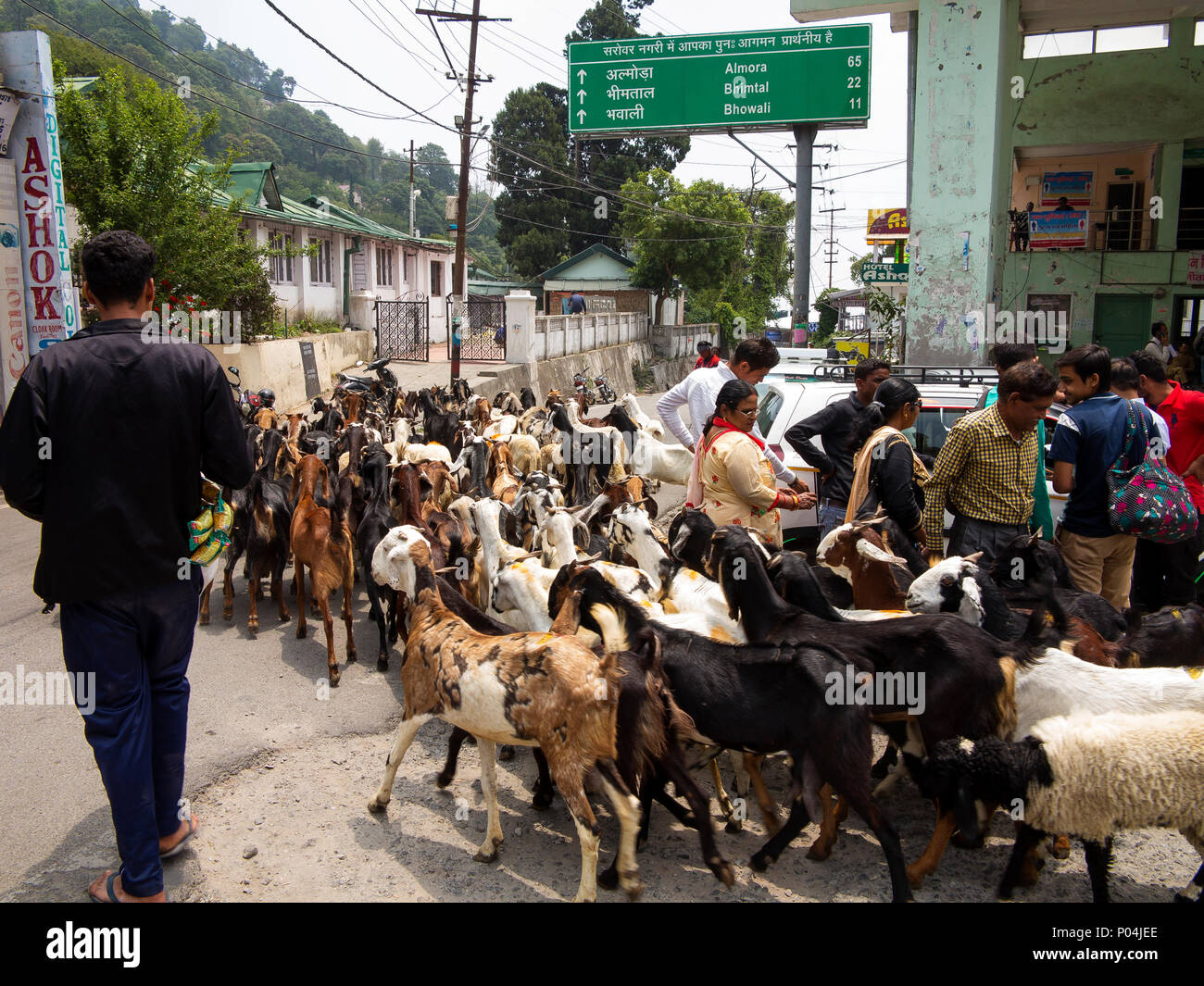 Indian goats hi-res stock photography and images - Alamy