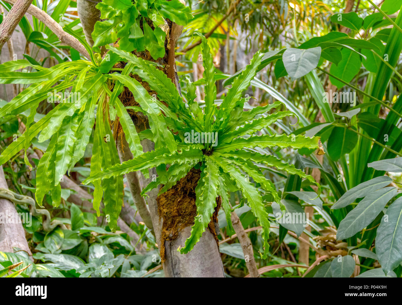dense green jungle plant vegetation closeup Stock Photo - Alamy