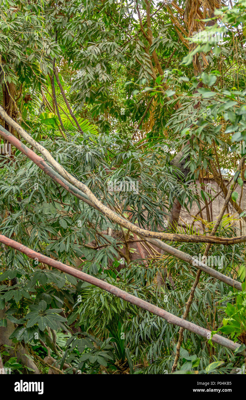 Jungle plant hi-res stock photography and images - Alamy