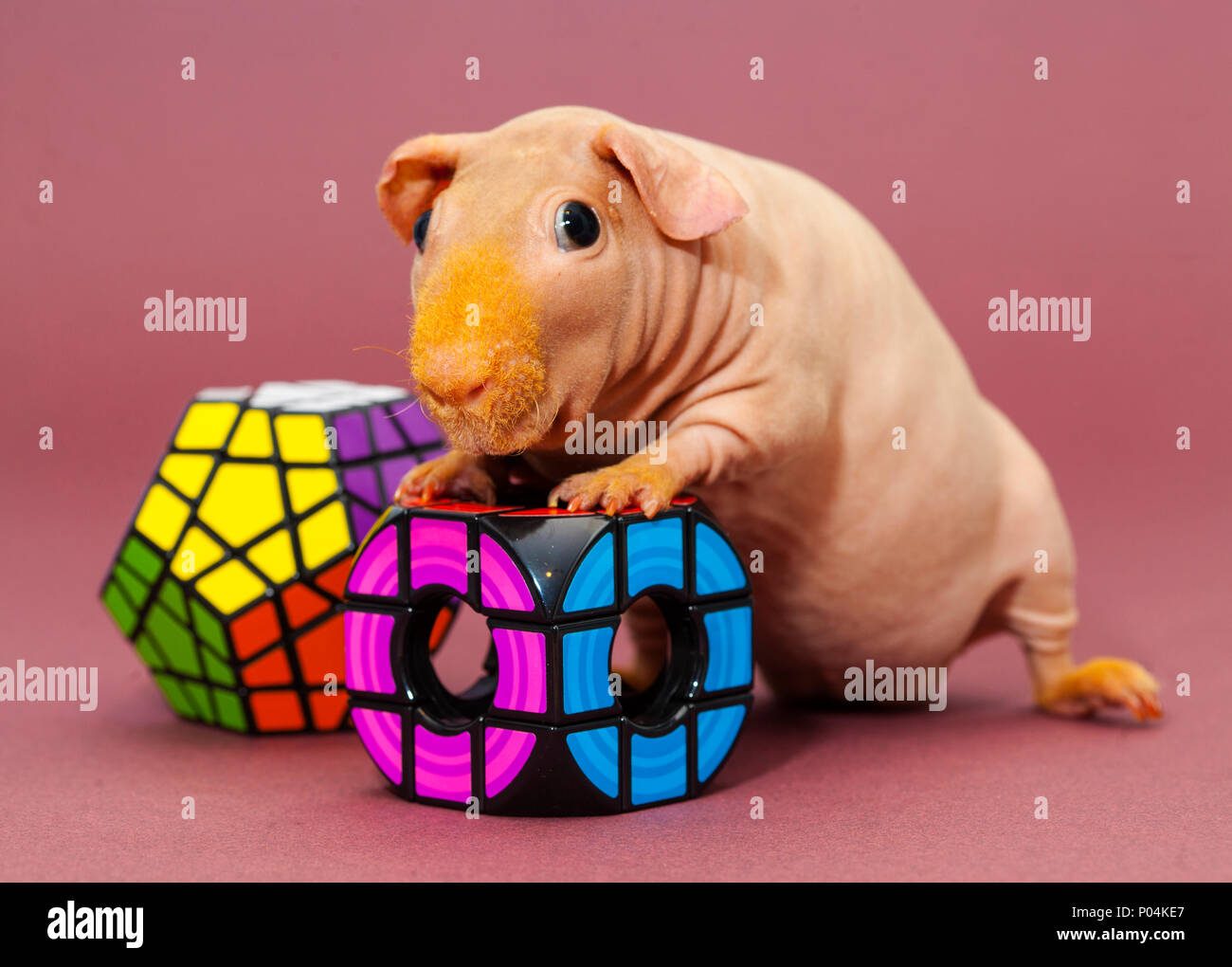 Pig cube hi-res stock photography and images - Alamy