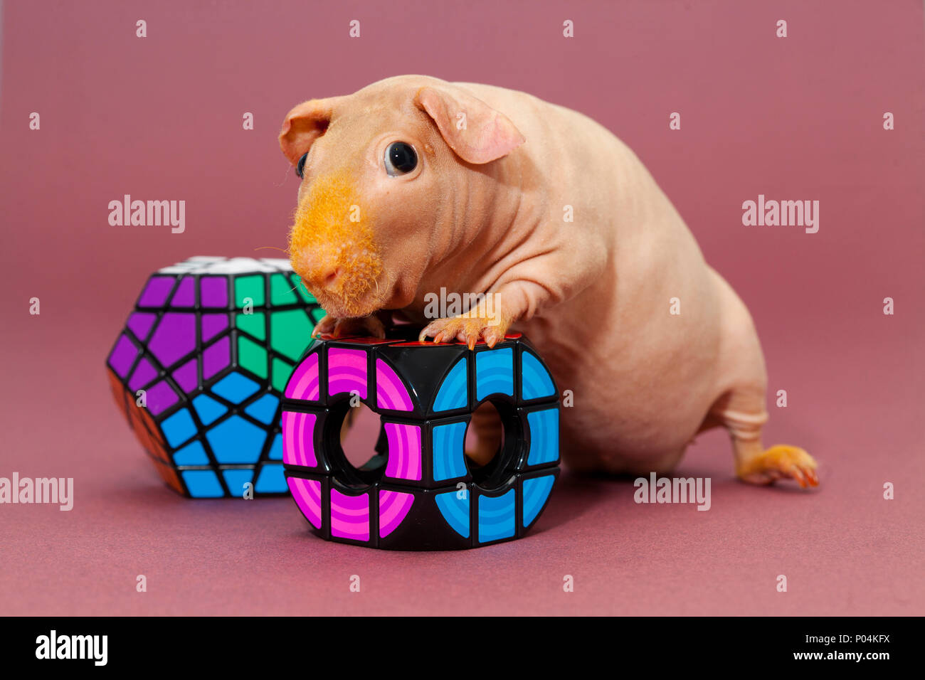 Pig cube hi-res stock photography and images - Alamy