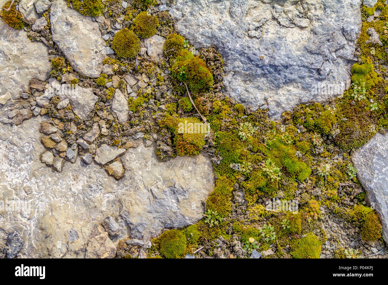 high angle shot showing some green moss between grey stones Stock Photo ...