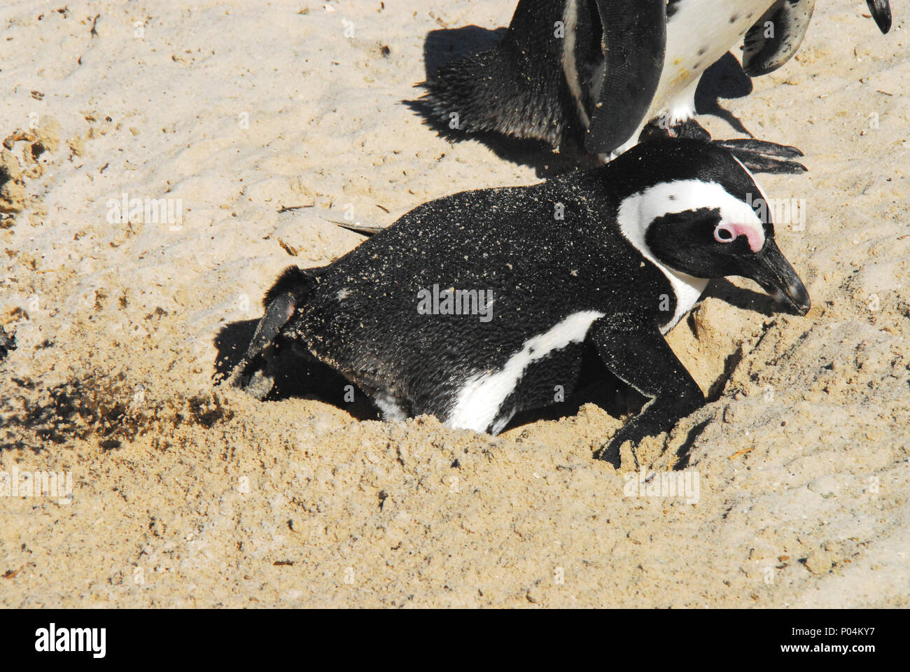 Penguins on a beach hi-res stock photography and images - Alamy