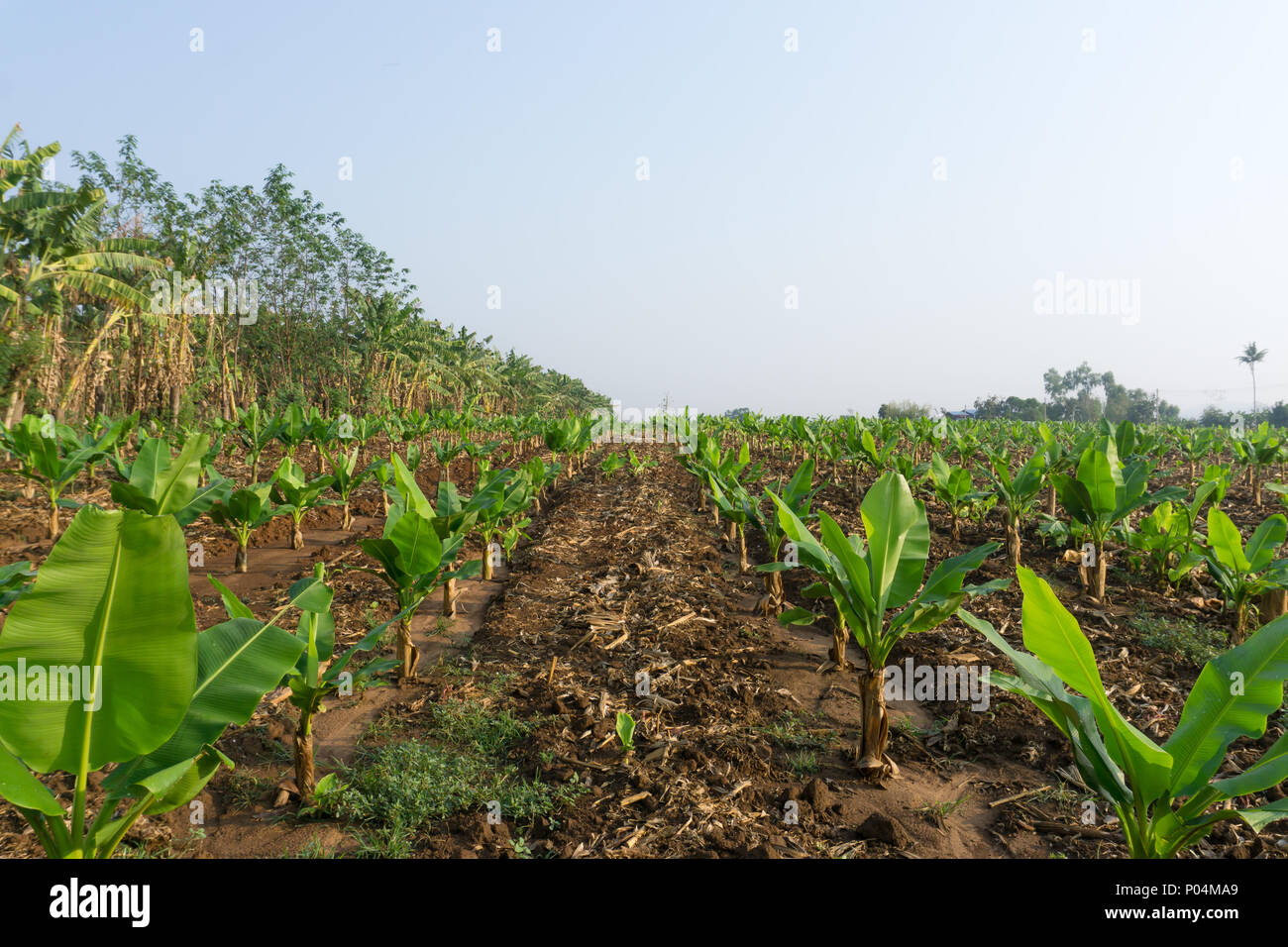 Banana plantation. Banana Farm. Young banana plants in rural farm in ...