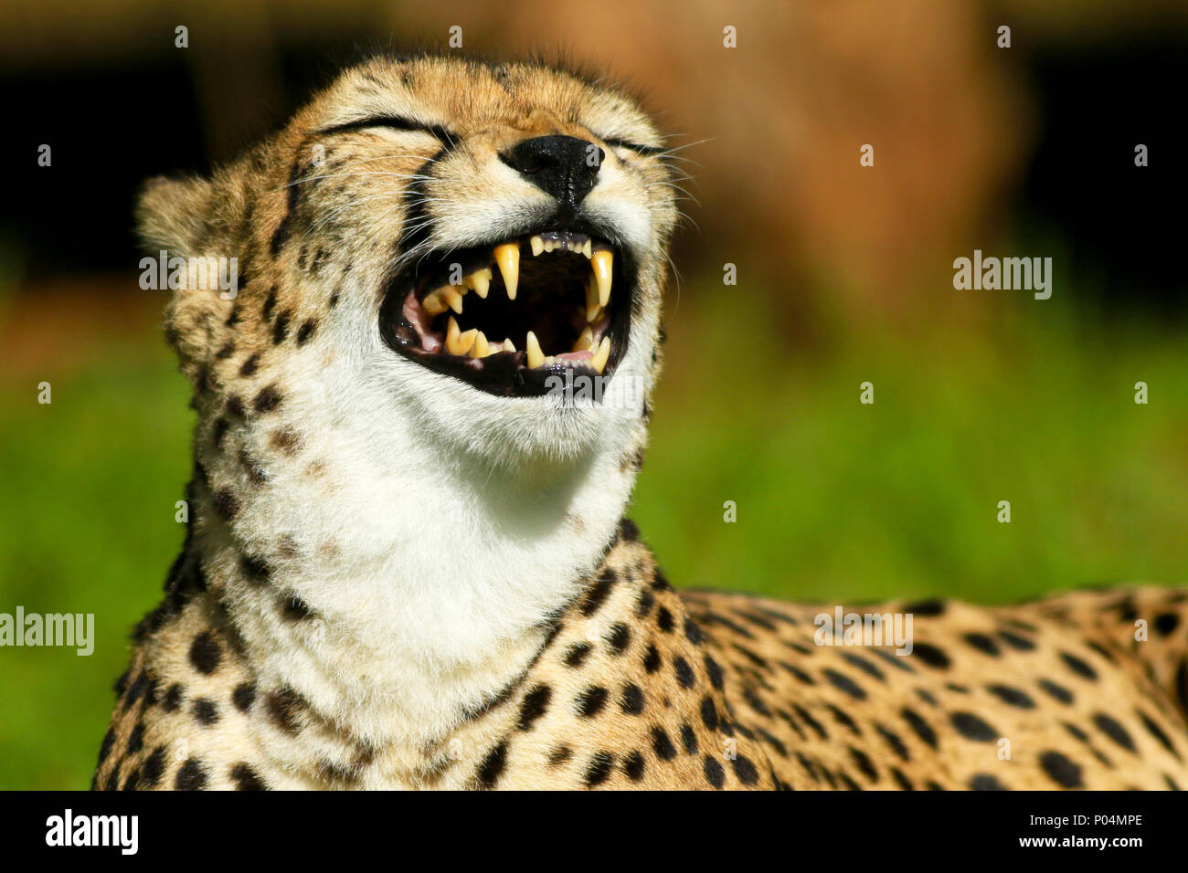 Cheetah laughing hi-res stock photography and images - Alamy