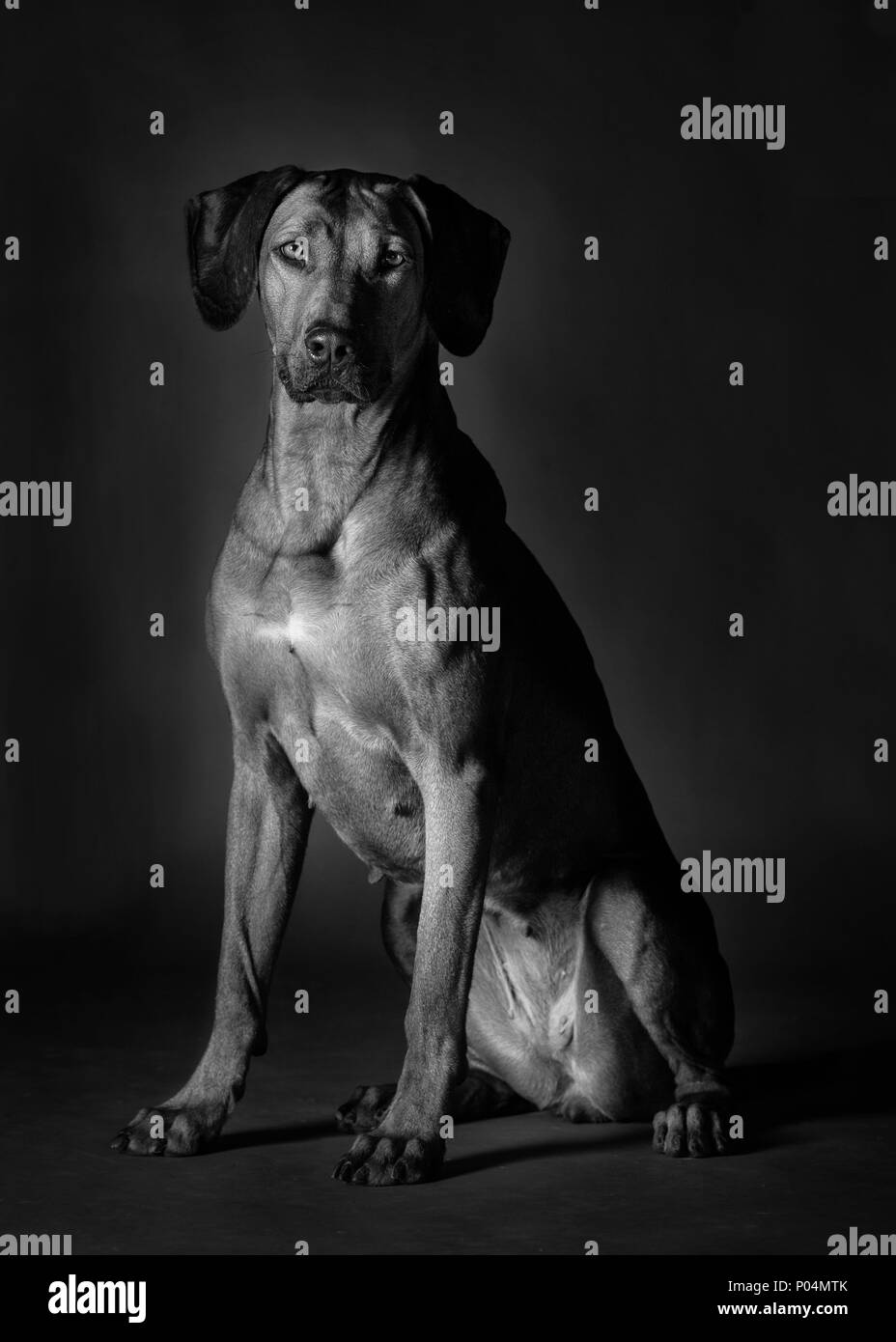 Rhodesian ridgeback dog hound Black and White Stock Photos & Images - Alamy