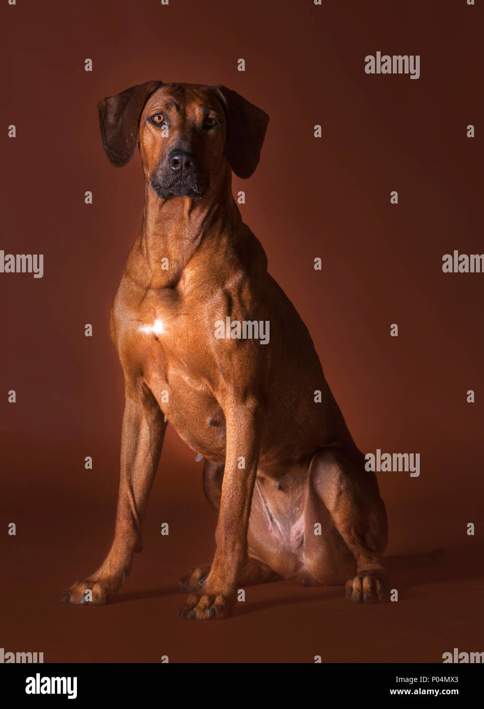 rhodesian ridgeback portrait in studio Stock Photo - Alamy
