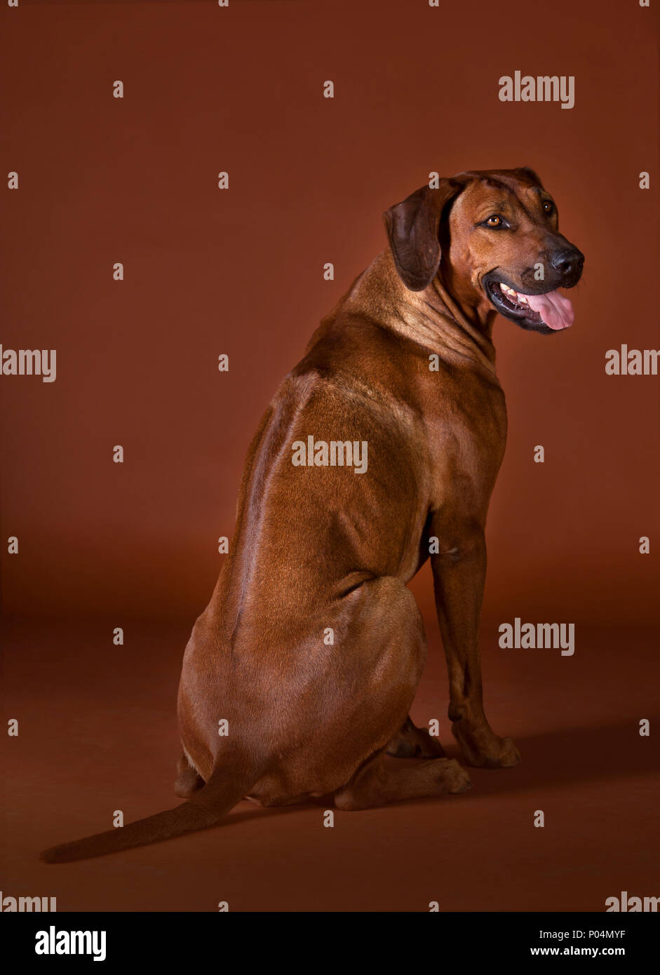 rhodesian ridgeback portrait in studio Stock Photo - Alamy