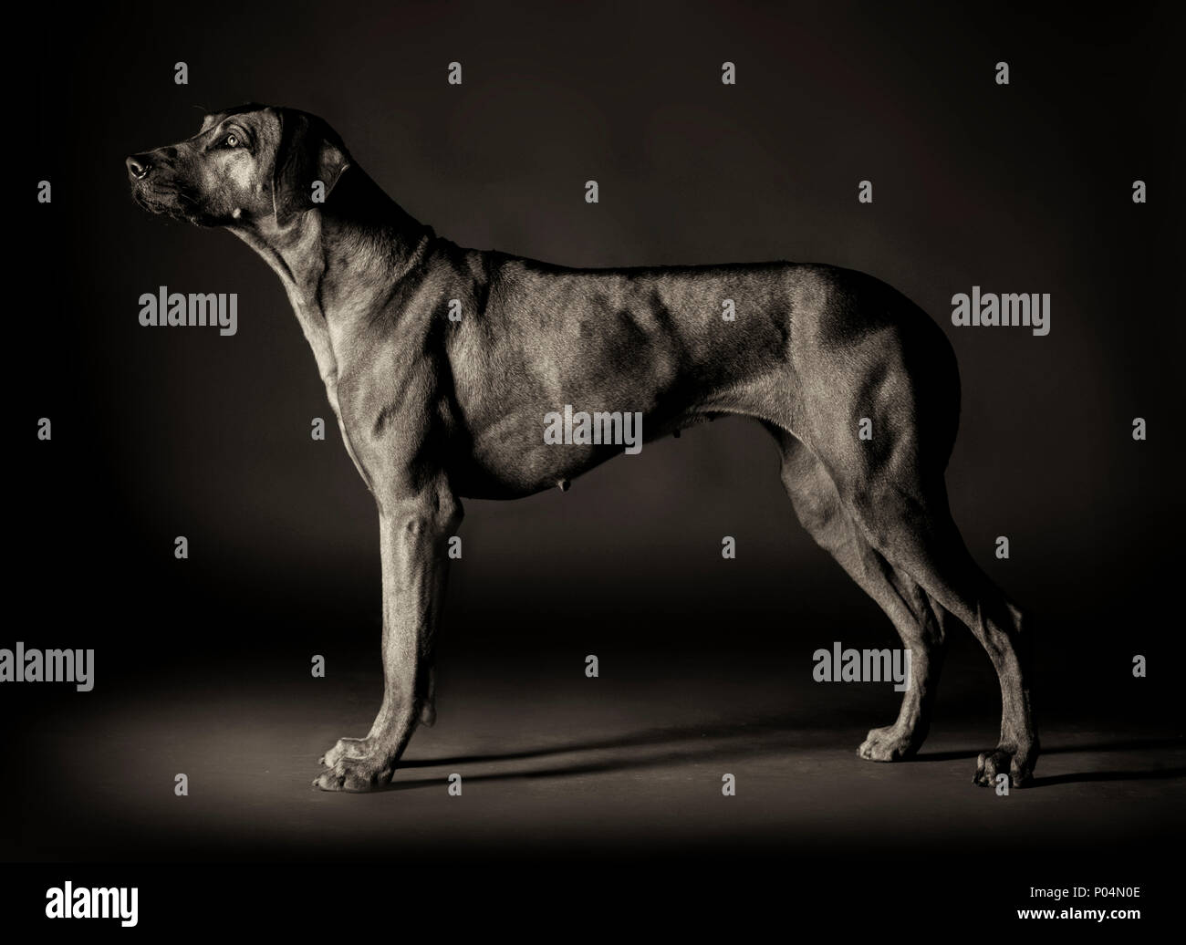 rhodesian ridgeback portrait in studio Stock Photo - Alamy