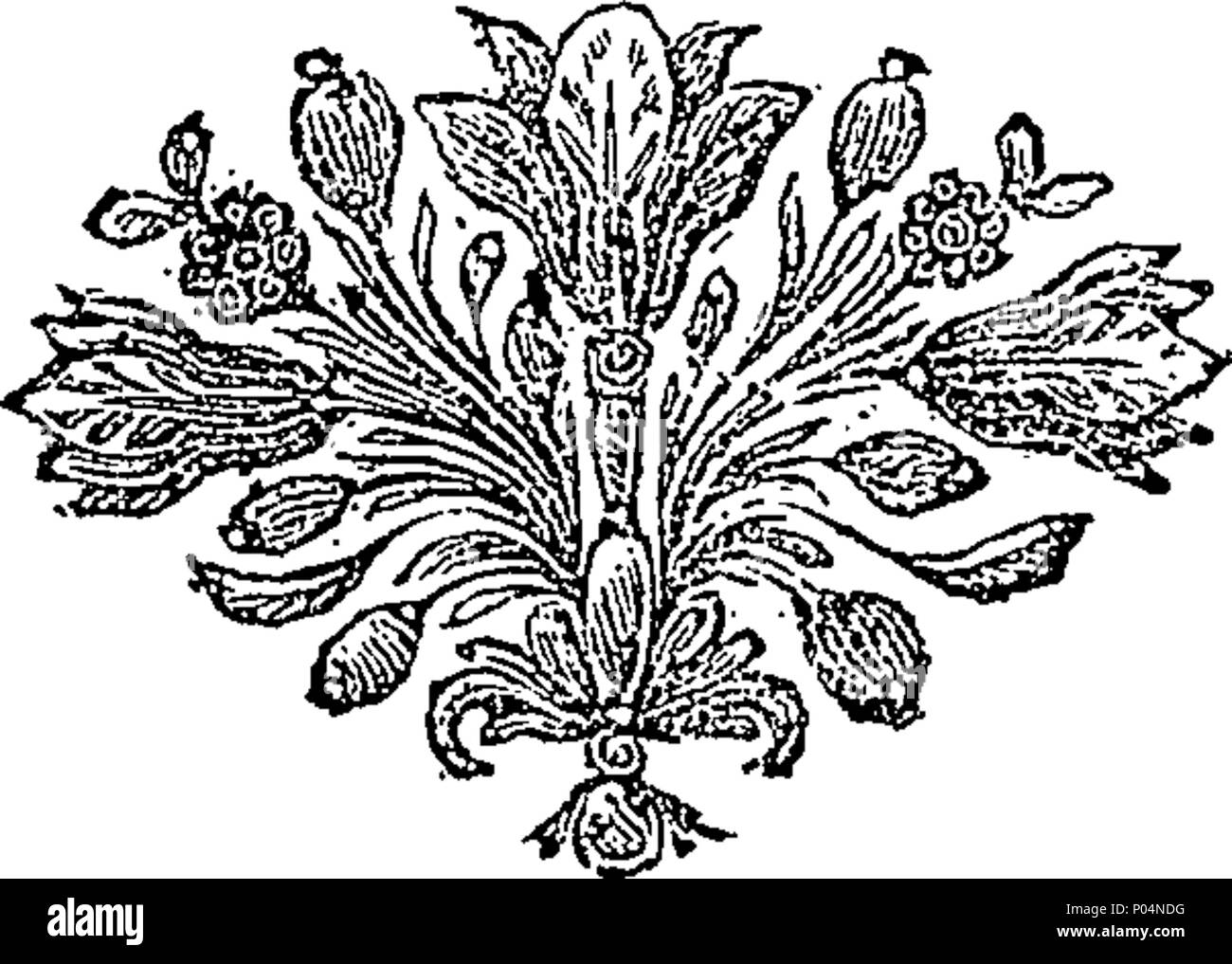 Finochi hi-res stock photography and images - Alamy