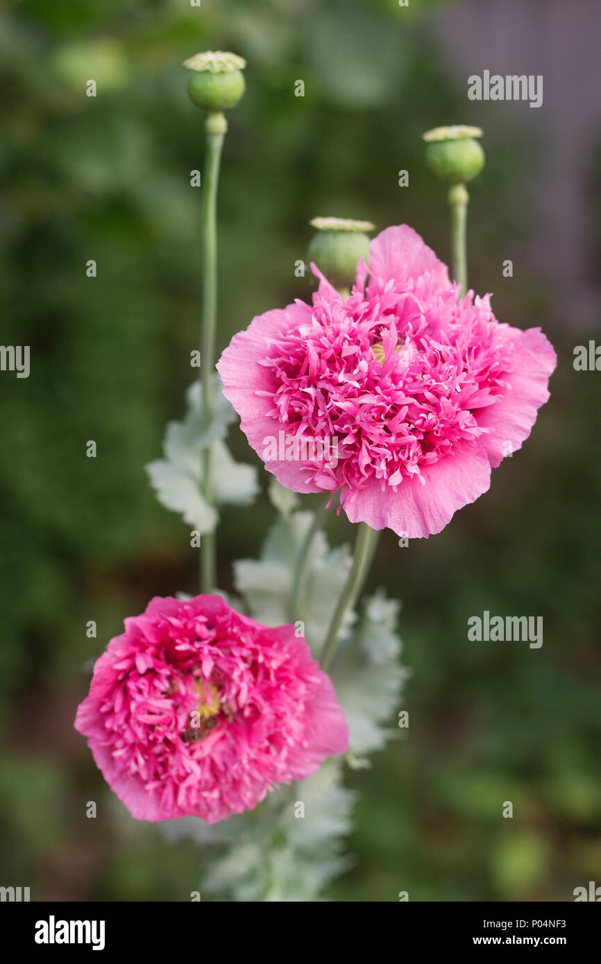 Flowers of unusual double pink poppies in the garden, bees and ...