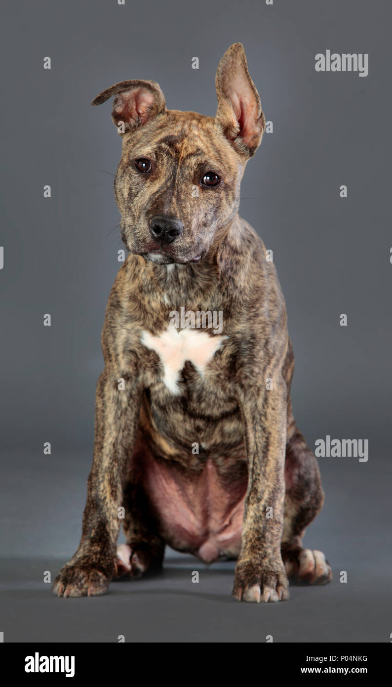 Leonado hi-res stock photography and images - Alamy