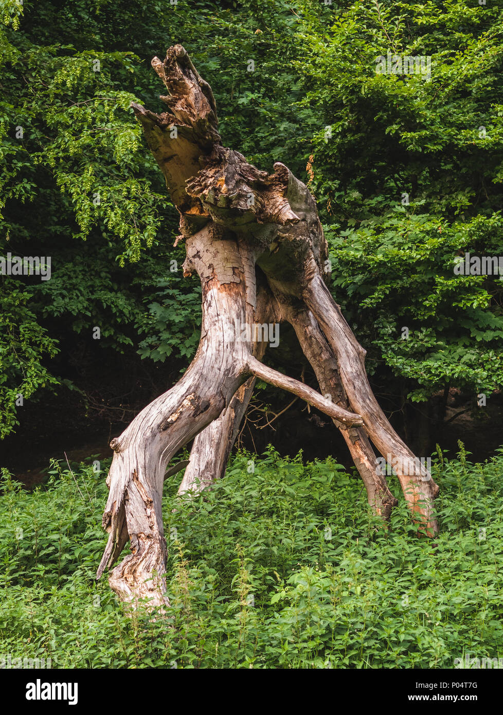 Dead and fallen tree hi-res stock photography and images - Alamy