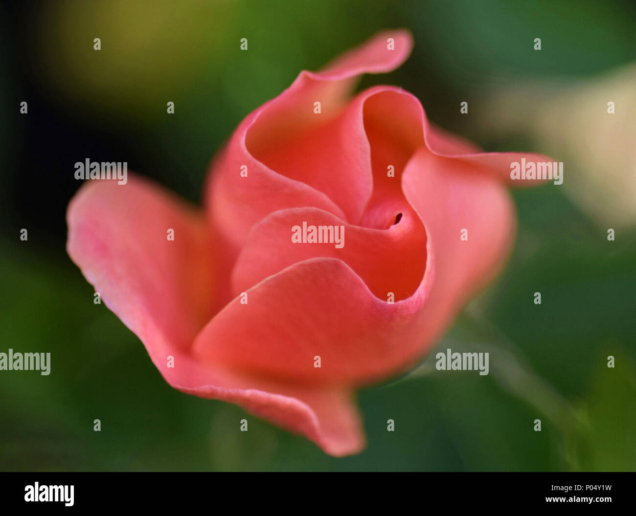 For your eyes only rose hi-res stock photography and images - Alamy