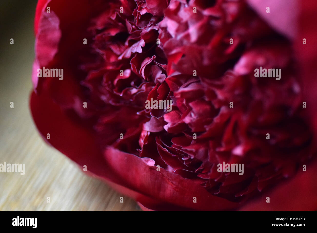 dark red peony flower Stock Photo - Alamy