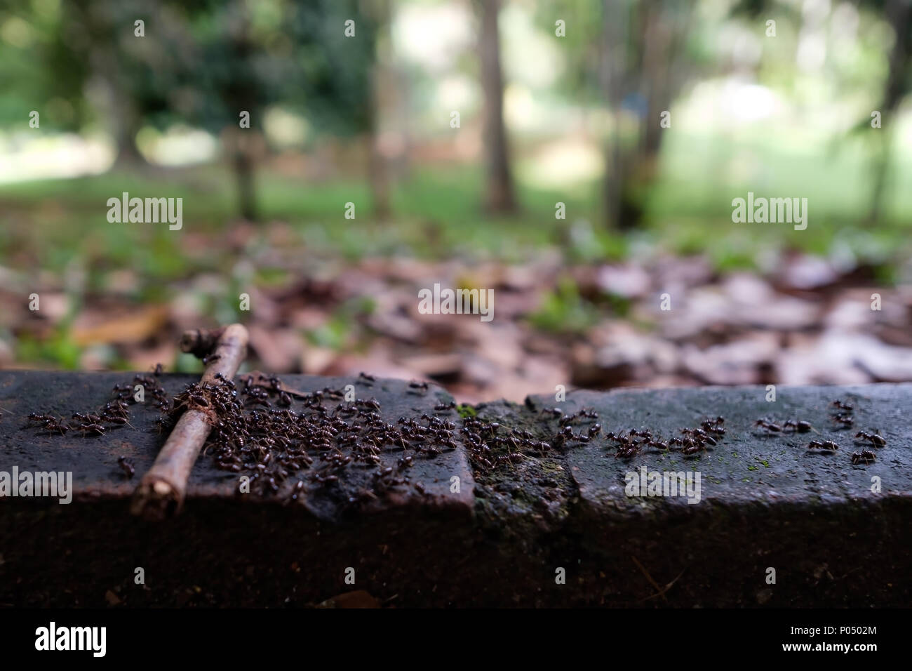 Row of ants hi-res stock photography and images - Alamy