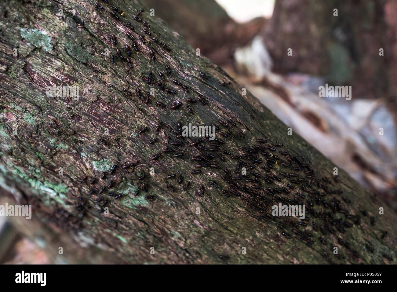 Row of ants hi-res stock photography and images - Alamy