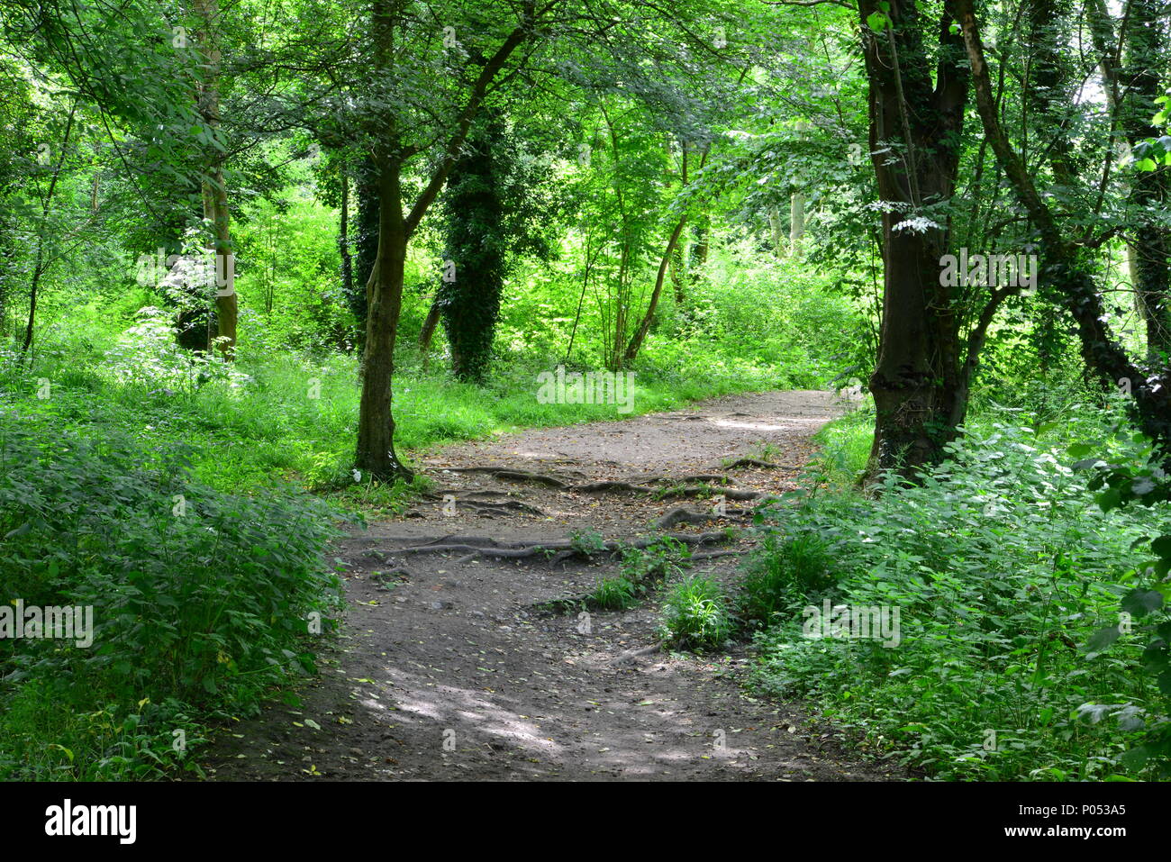 A country hiking pathway in Dorking, Surrey Stock Photo - Alamy