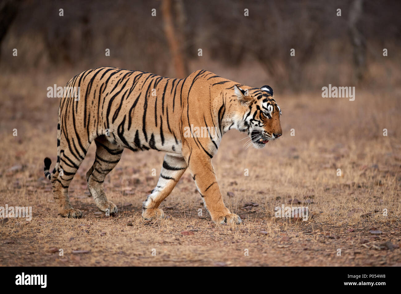 Bengal Tiger Teeth Claws High Resolution Stock Photography and Images ...