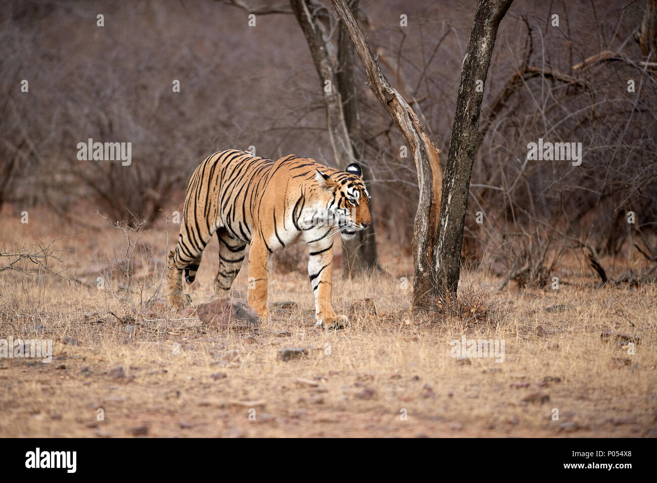 Bengal Tiger Teeth Claws High Resolution Stock Photography and Images ...