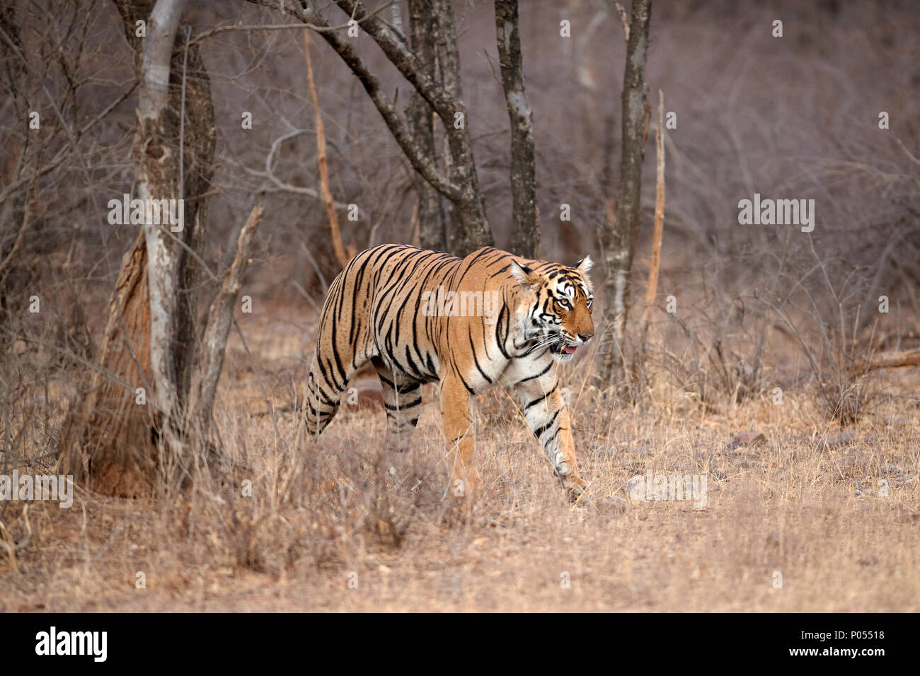 Tigress arrowhead hi-res stock photography and images - Alamy