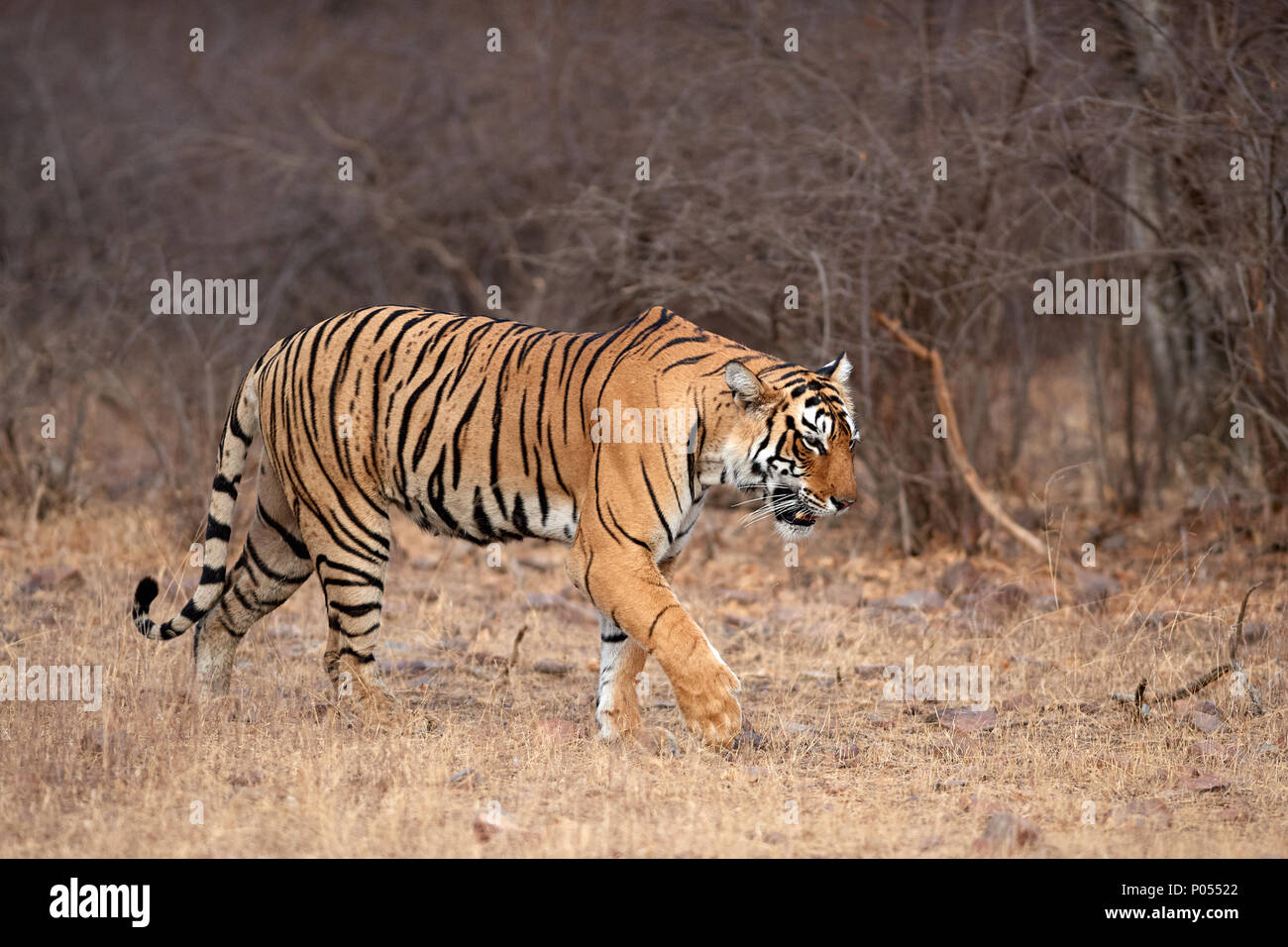 Bengal tiger teeth claws hi-res stock photography and images - Alamy