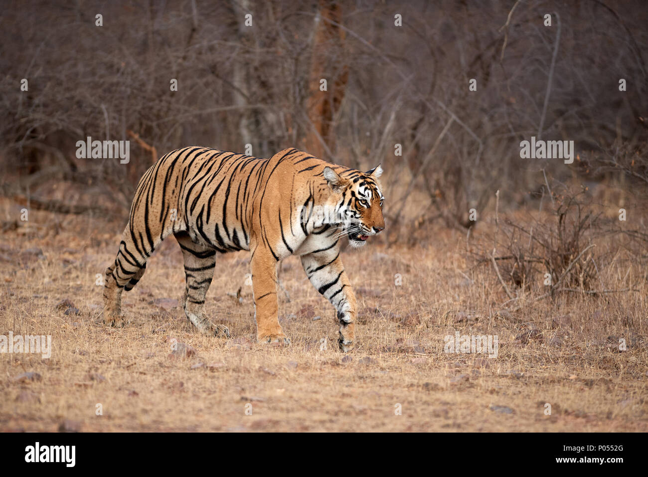 Tigress arrowhead hi-res stock photography and images - Alamy