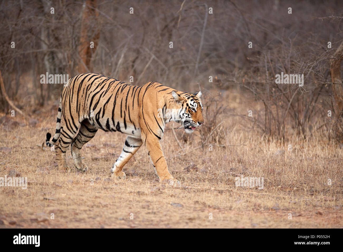 Arrowhead Tongue High Resolution Stock Photography and Images - Alamy