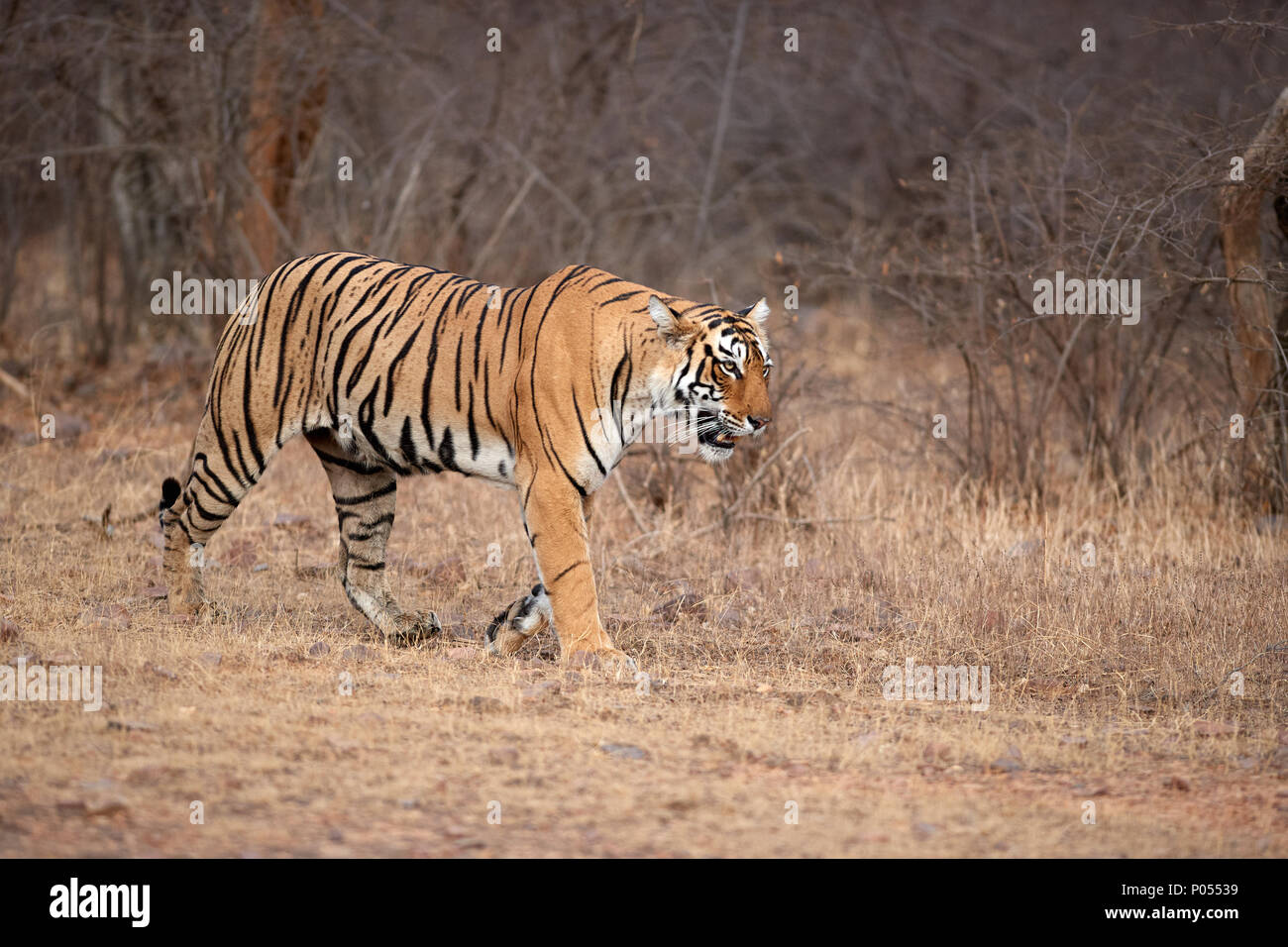 Bengal tiger teeth claws hi-res stock photography and images - Alamy