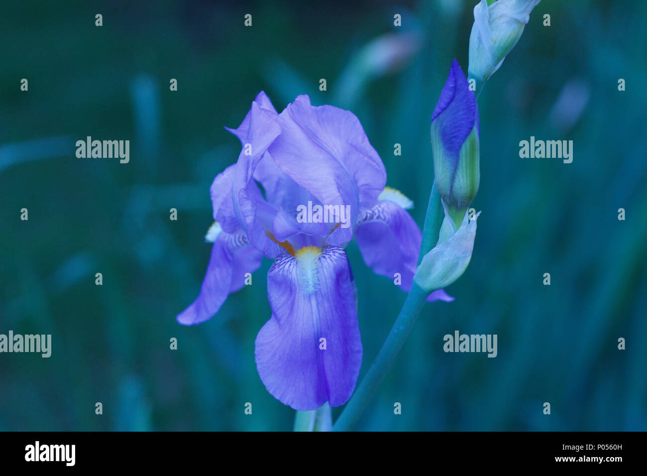 Close up view of a single beautiful light blue tall bearded iris flower ...