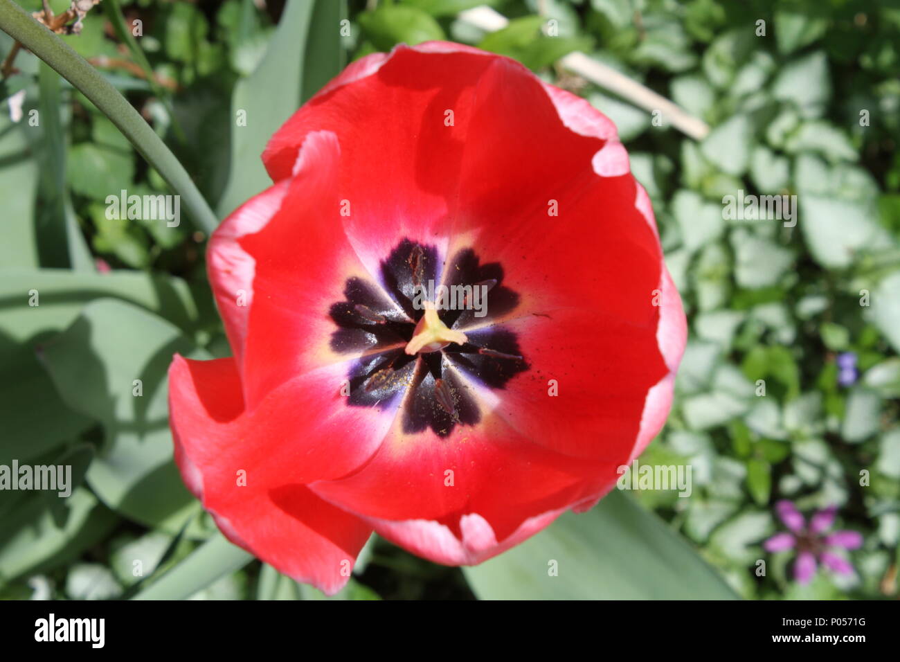 Backyard red hi-res stock photography and images - Alamy
