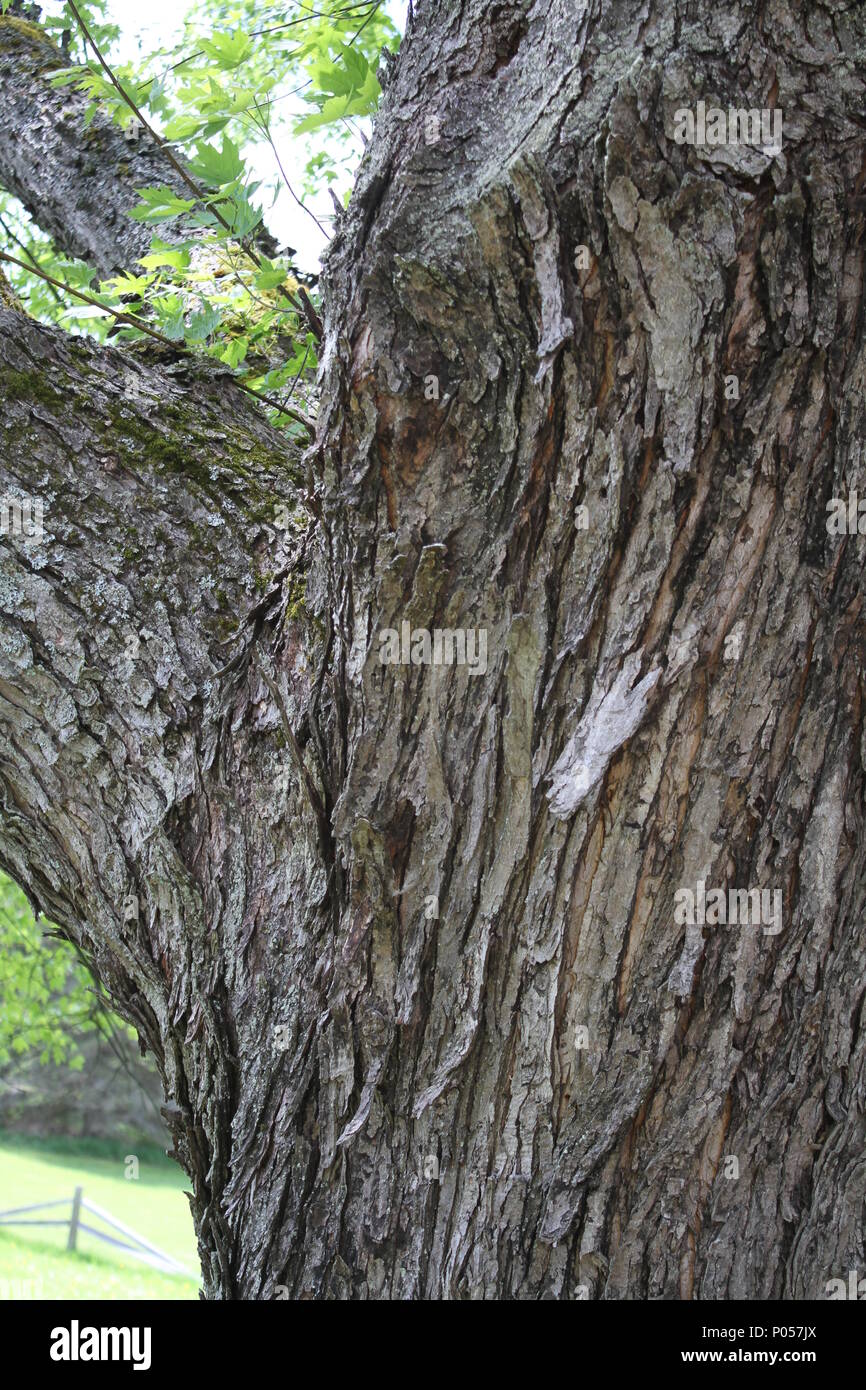 Oak tree, Cadillac MI, USA Stock Photo - Alamy