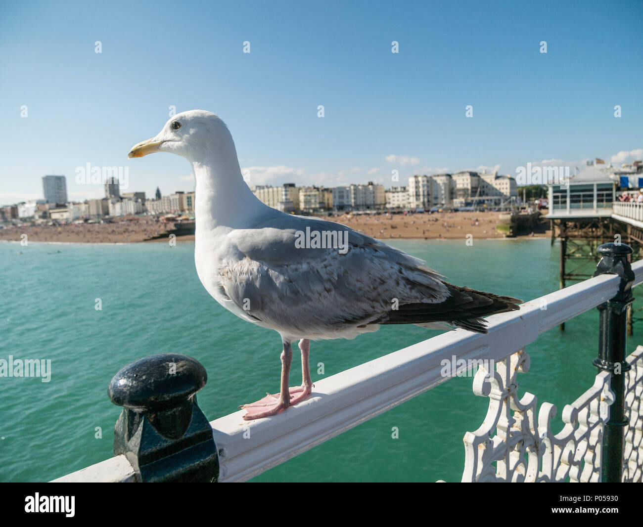 Tourist takes picture of seagull on Brighton Pier Stock Photo - Alamy
