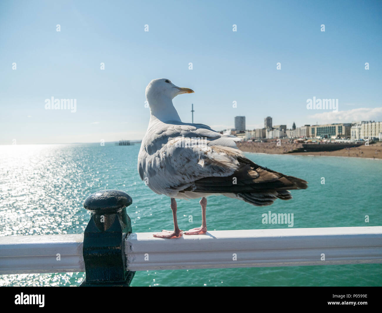 Seagull on Brighton Pier in front of beach side No.7 Stock Photo - Alamy